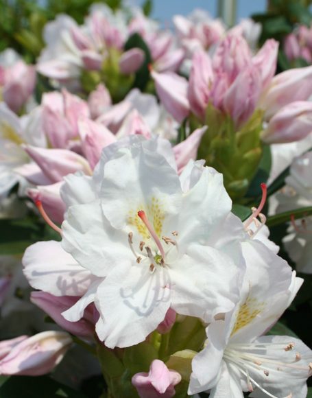 Rhododendron catawbiense ‘Album’ - Moon Nurseries