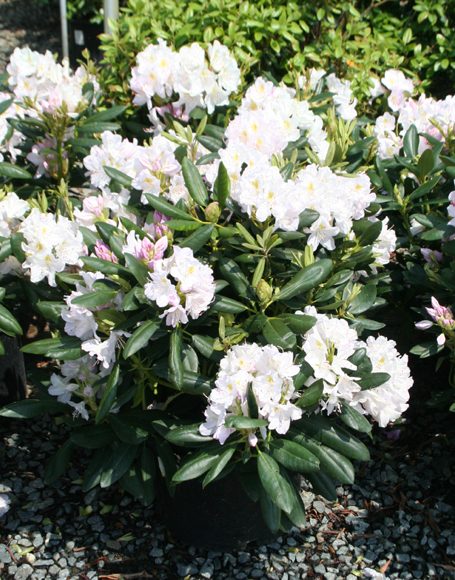 Rhododendron catawbiense ‘Album’ - Moon Nurseries