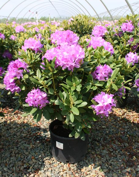 Rhododendron catawbiense ‘Boursault’ - Moon Nurseries
