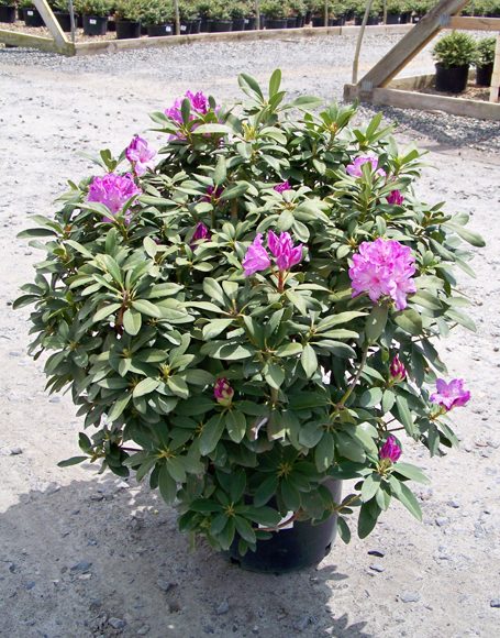 Rhododendron catawbiense ‘Boursault’ - Moon Nurseries