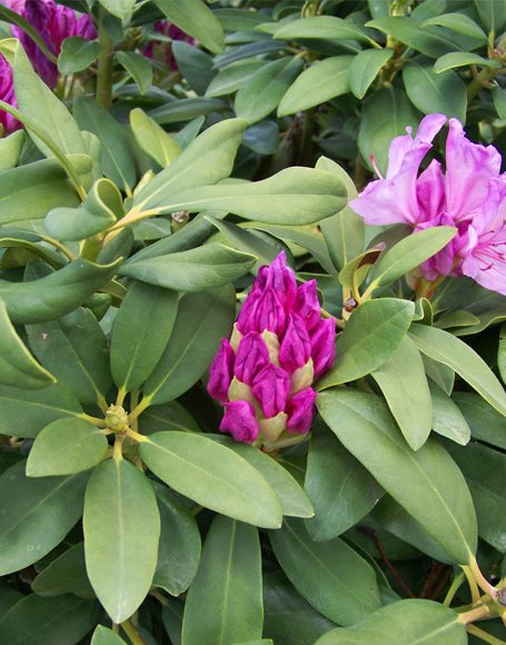 Rhododendron catawbiense ‘Boursault’ - Moon Nurseries