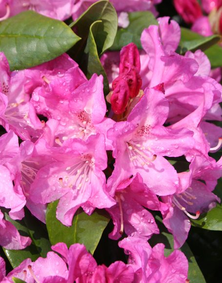 Rhododendron ‘Holden’ - Moon Nurseries