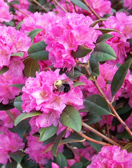 Rhododendron ‘Olga Mezitt’ - Moon Nurseries