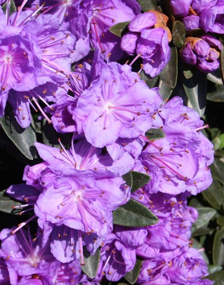 Rhododendron x ‘Purple Gem’ - Moon Nurseries
