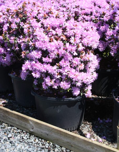 Rhododendron ‘P.J.M. Pink Delight’ - Moon Nurseries