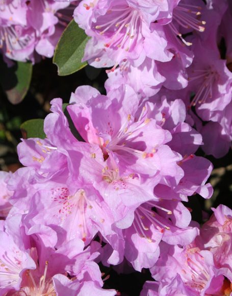 Rhododendron ‘P.J.M. Pink Delight’ - Moon Nurseries