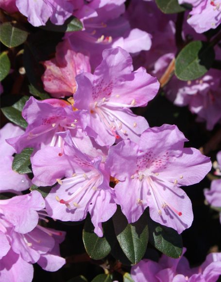 Rhododendron ‘P.J.M. Pink Delight’ - Moon Nurseries