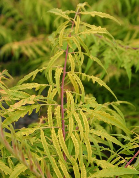 Rhus typhina ‘Tiger Eyes’ - Moon Nurseries