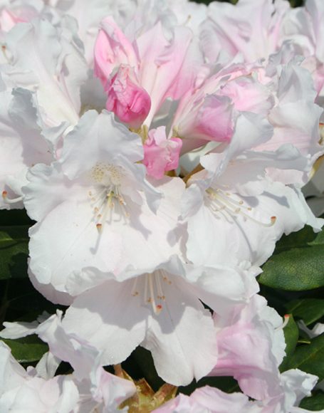 Rhododendron ‘Yaku Princess’ - Moon Nurseries