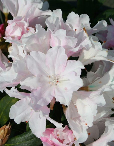 Rhododendron ‘Yaku Princess’ - Moon Nurseries