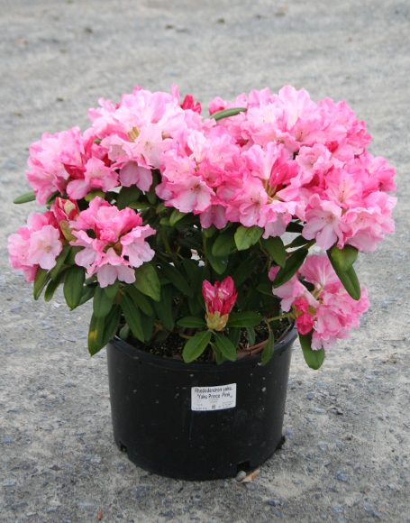 Rhododendron ‘Yaku Prince’ - Moon Nurseries