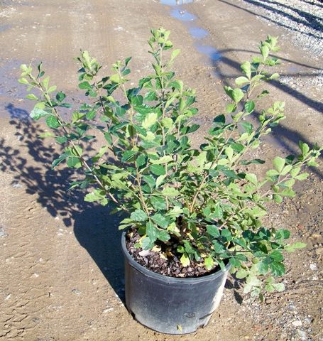 Rhus aromatica ‘Gro-Low’ - Moon Nurseries