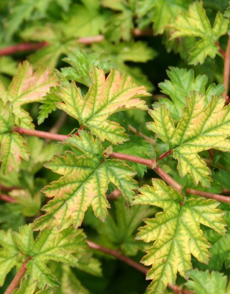 Stephanandra incisa ‘Crispa’ - Moon Nurseries