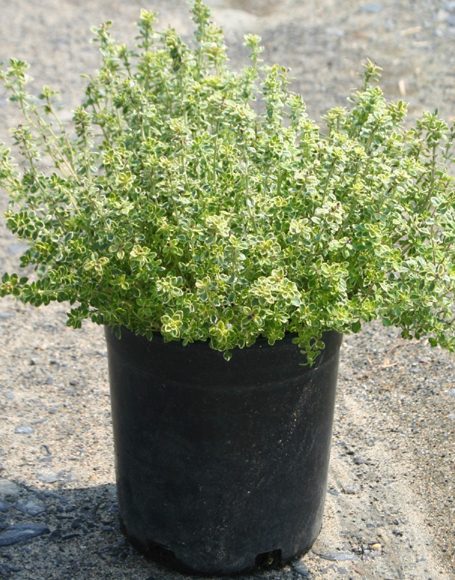 Thymus citriodorus ‘Aureus’ - Moon Nurseries