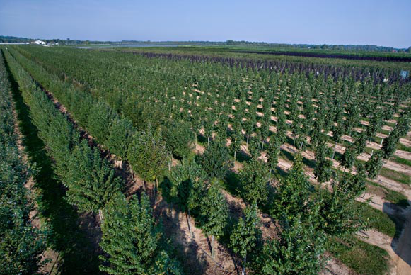 Our Gallery - Moon Nurseries